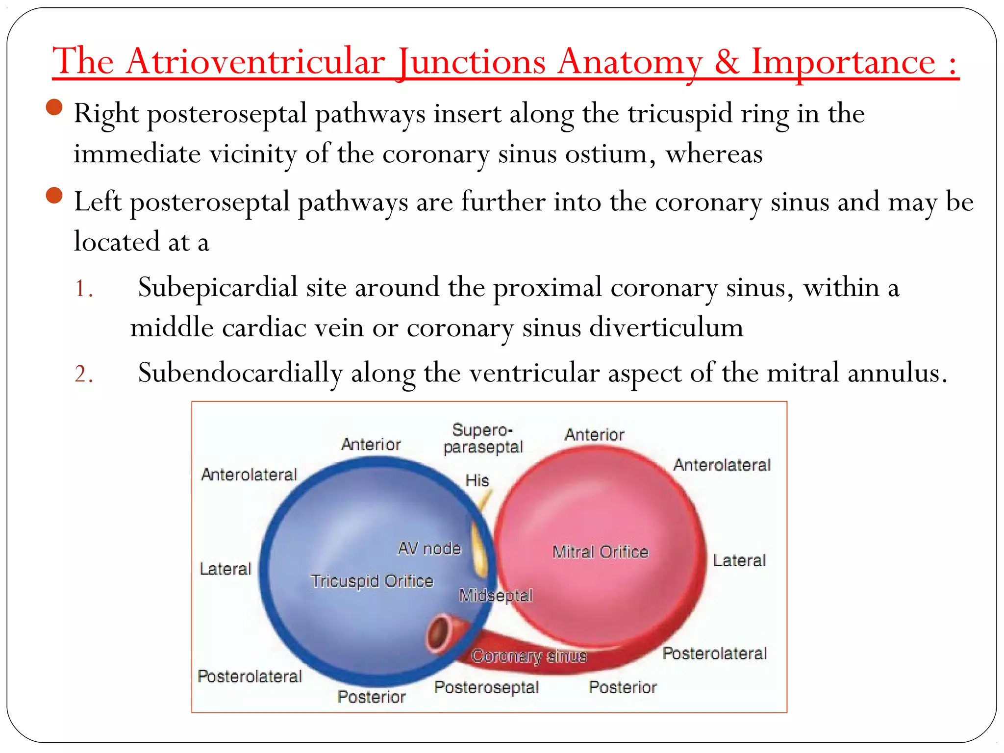 Anatomy of cardiac structures & conducting system in | PPT
