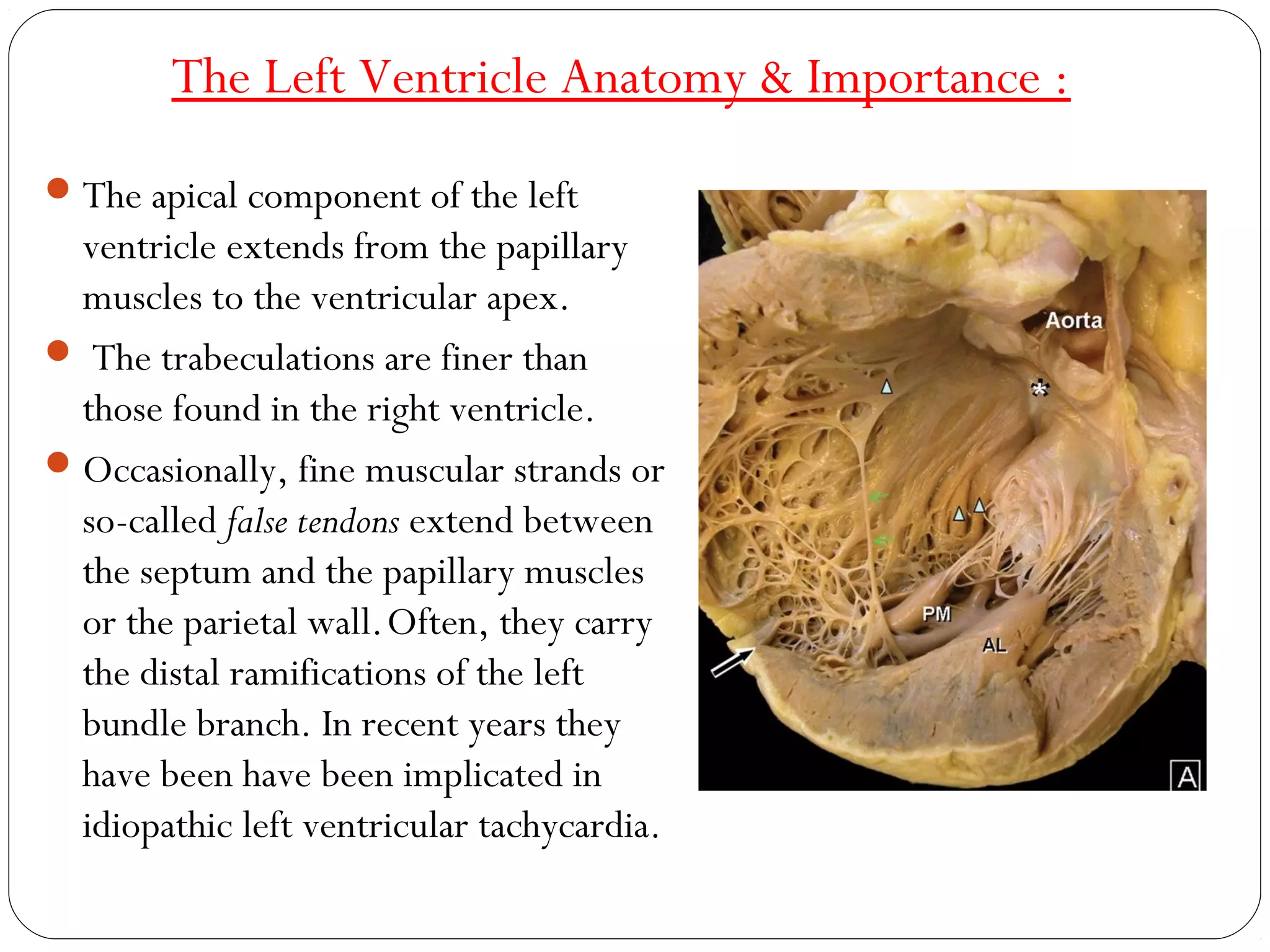 Anatomy of cardiac structures & conducting system in | PPT