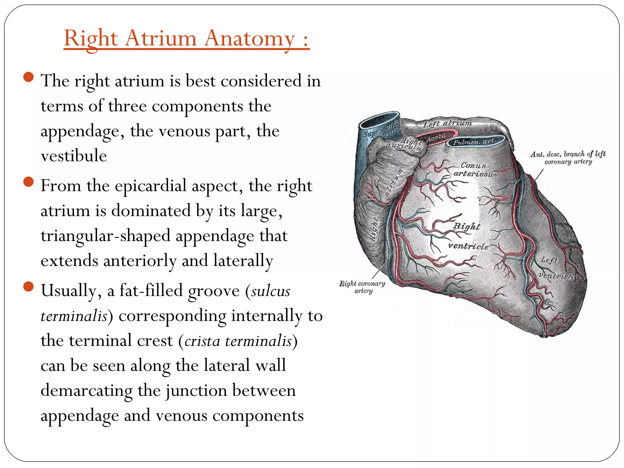 Anatomy of cardiac structures & conducting system in | PPT