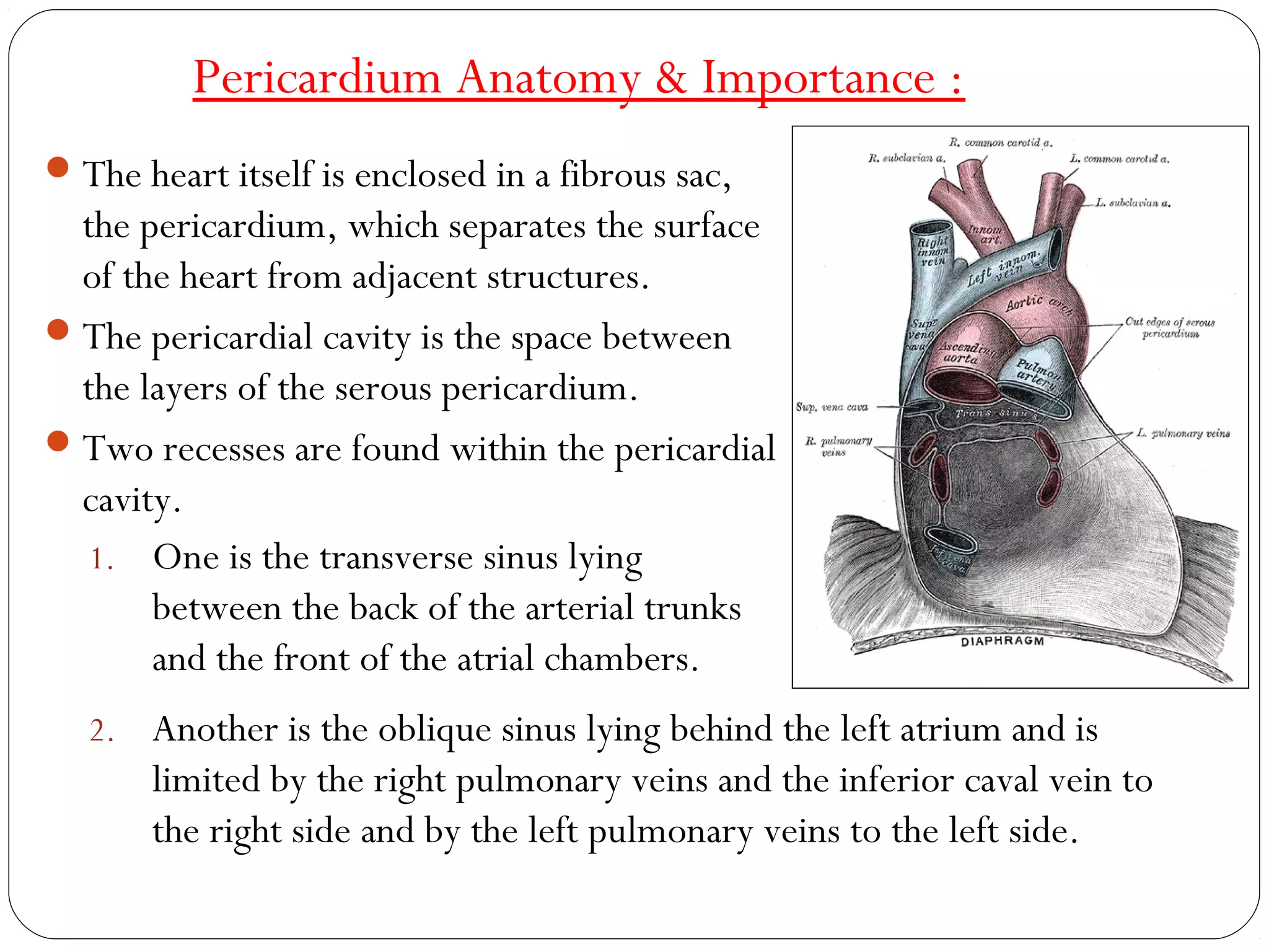 Anatomy of cardiac structures & conducting system in | PPT