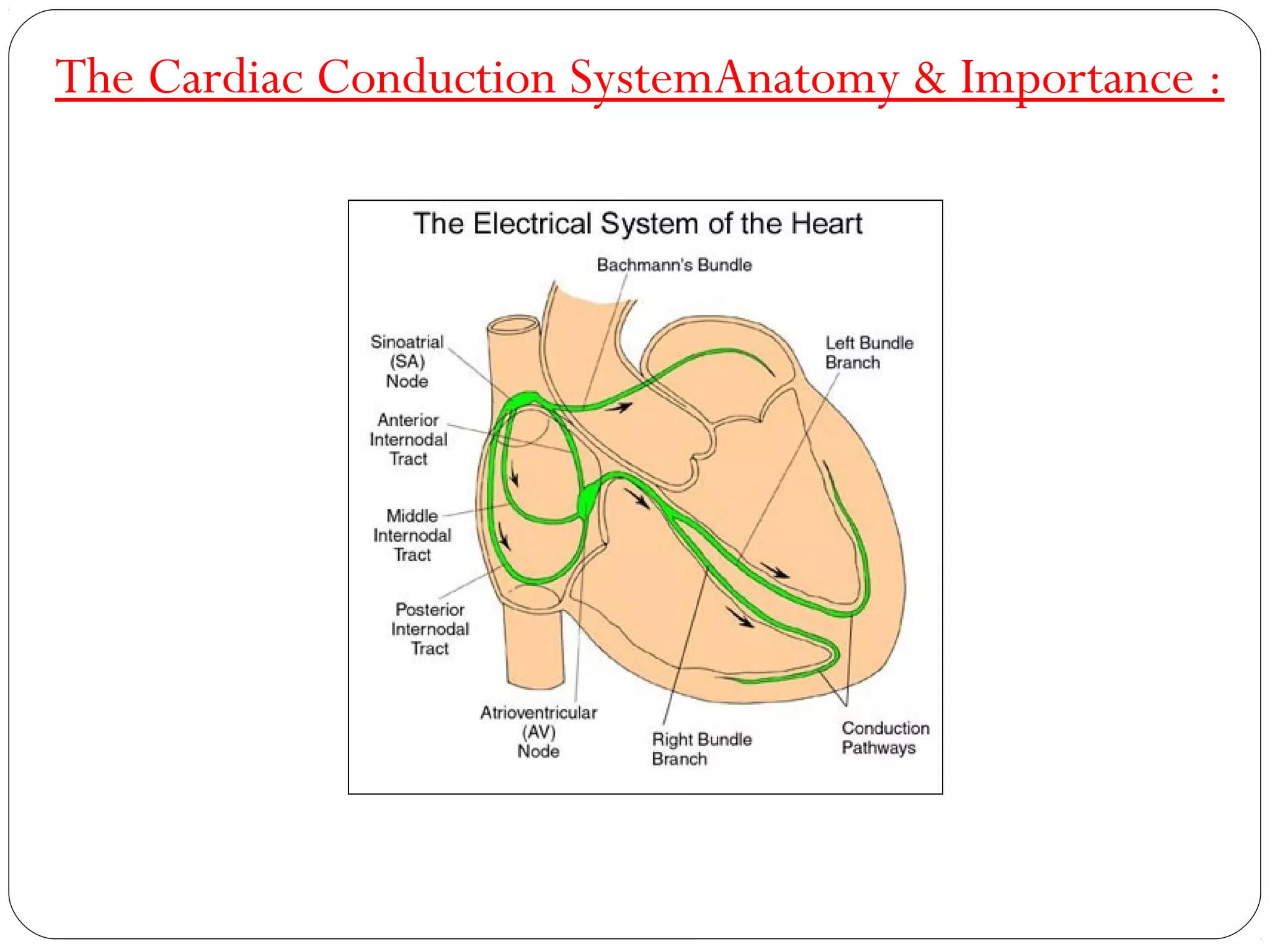 Anatomy of cardiac structures & conducting system in | PPT