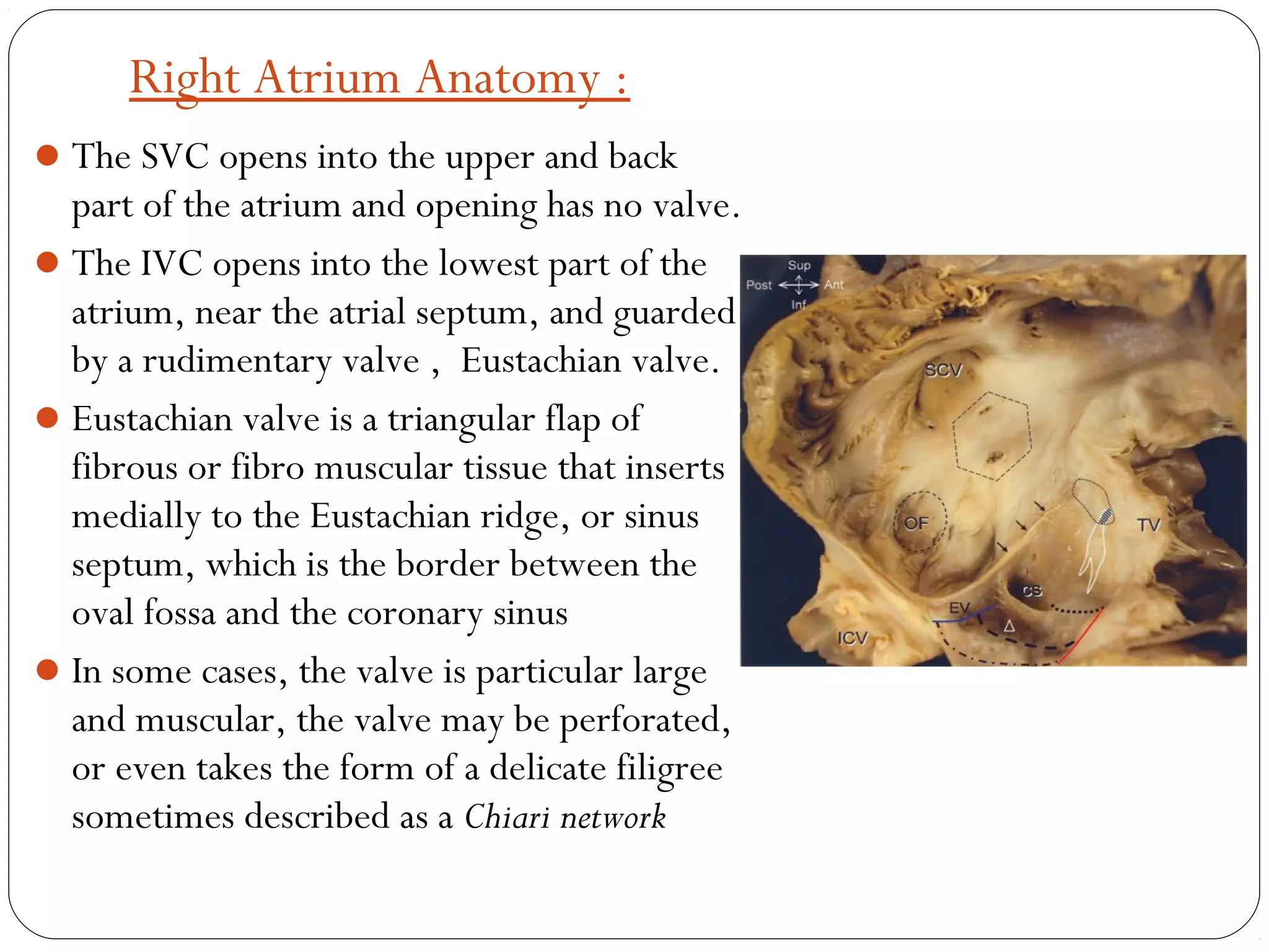 Anatomy of cardiac structures & conducting system in | PPT