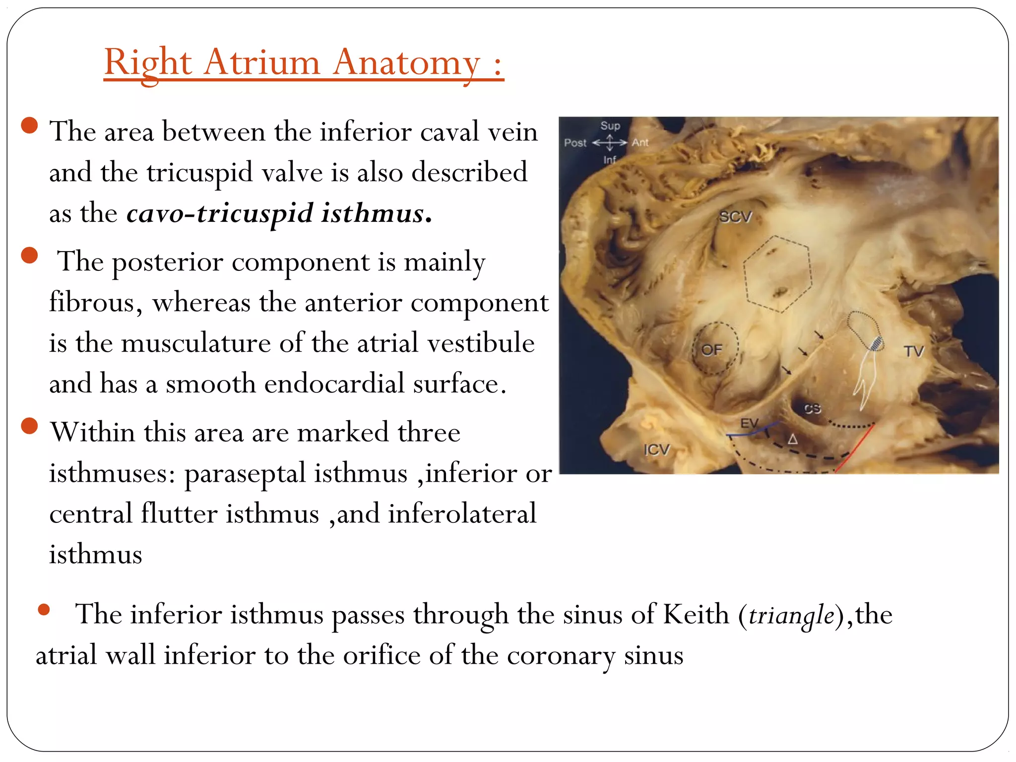Anatomy of cardiac structures & conducting system in | PPT
