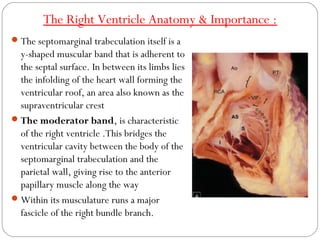 Anatomy of cardiac structures & conducting system in | PPT