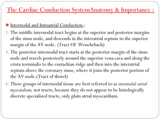Anatomy of cardiac structures & conducting system in | PPT