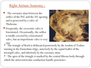 Anatomy of cardiac structures & conducting system in | PPT