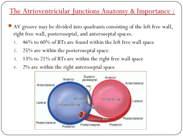 Atrioventricular Groove