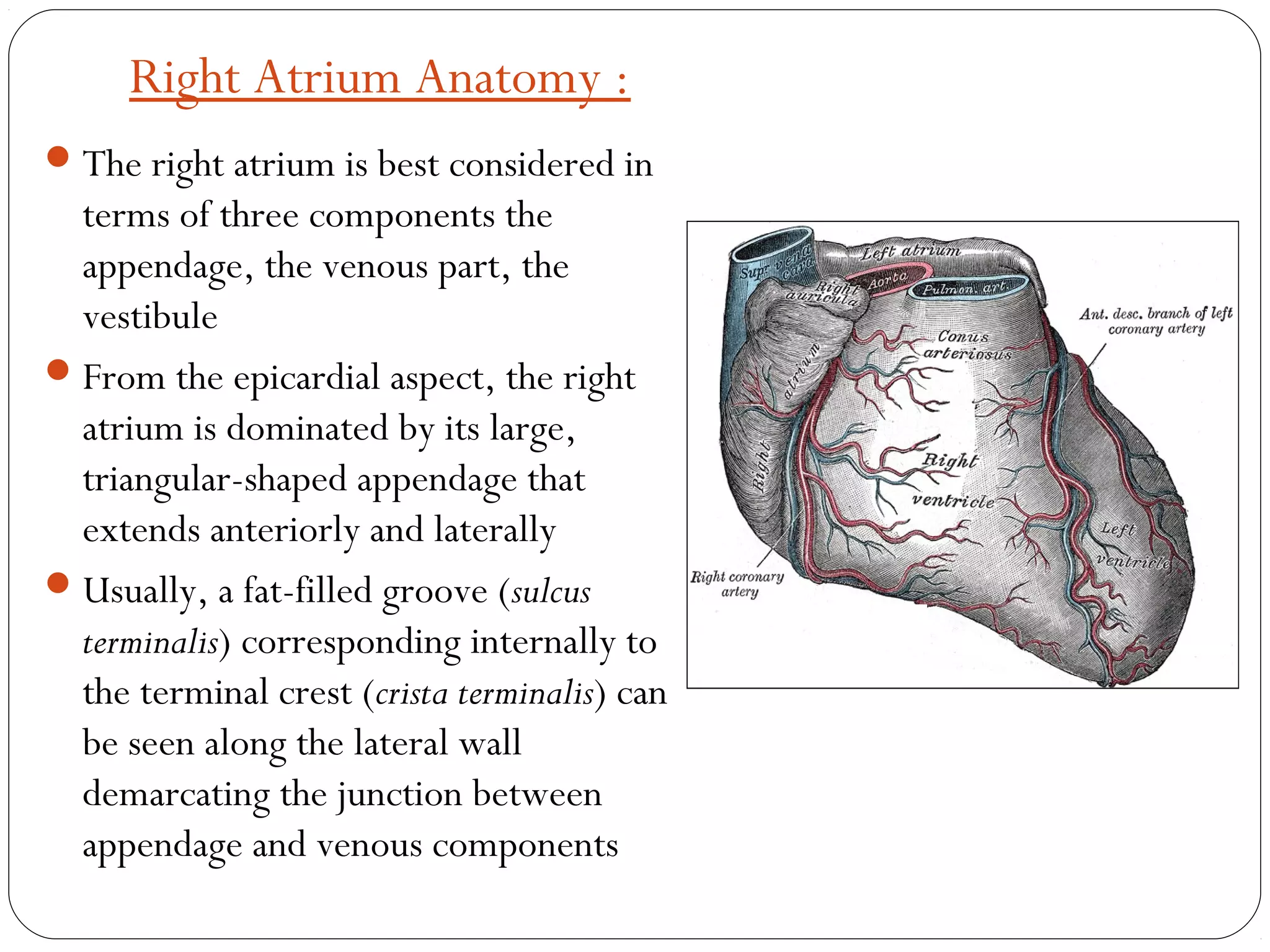 Anatomy of cardiac structures & conducting system in | PPT