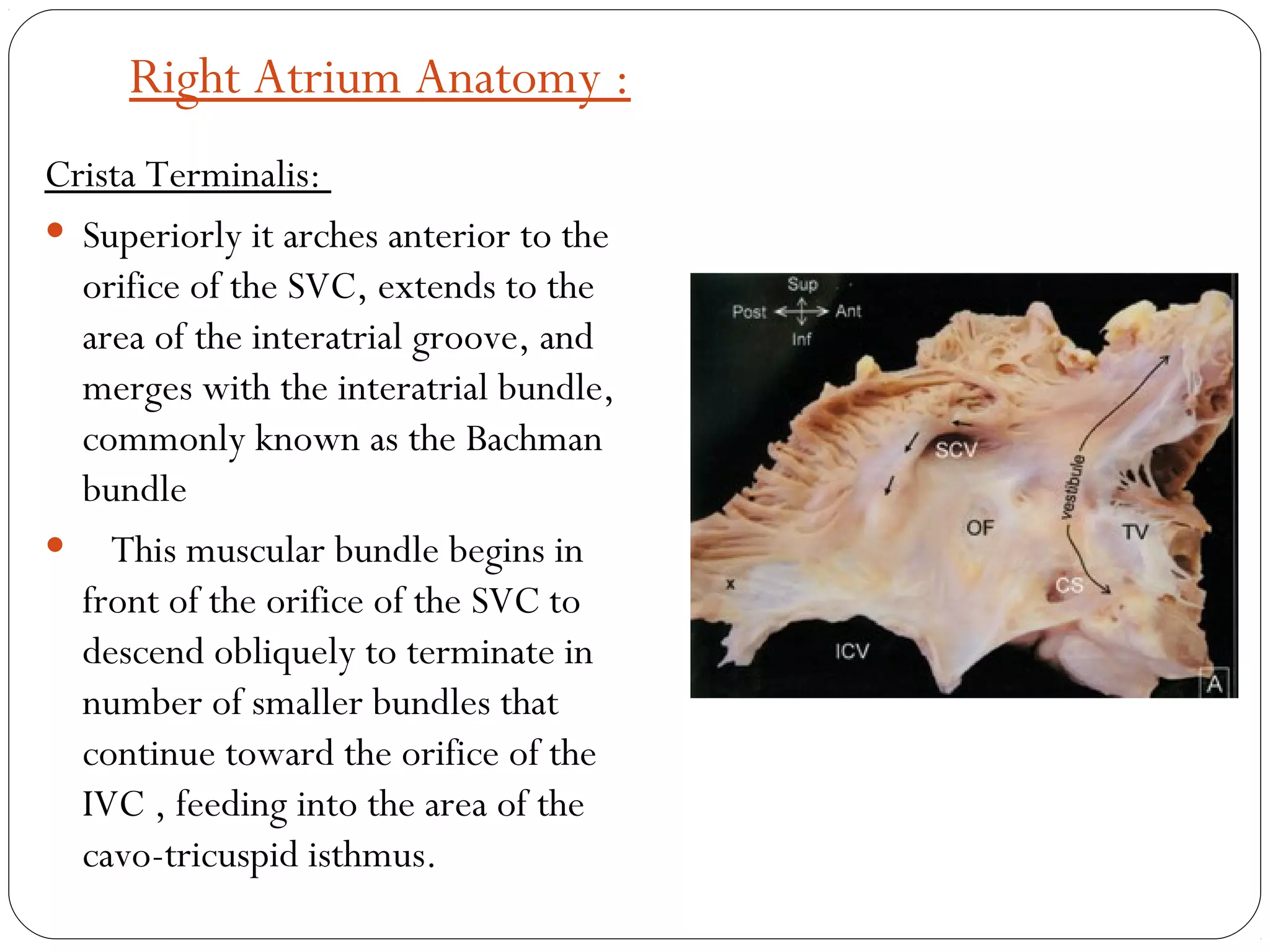 Anatomy of cardiac structures & conducting system in | PPT