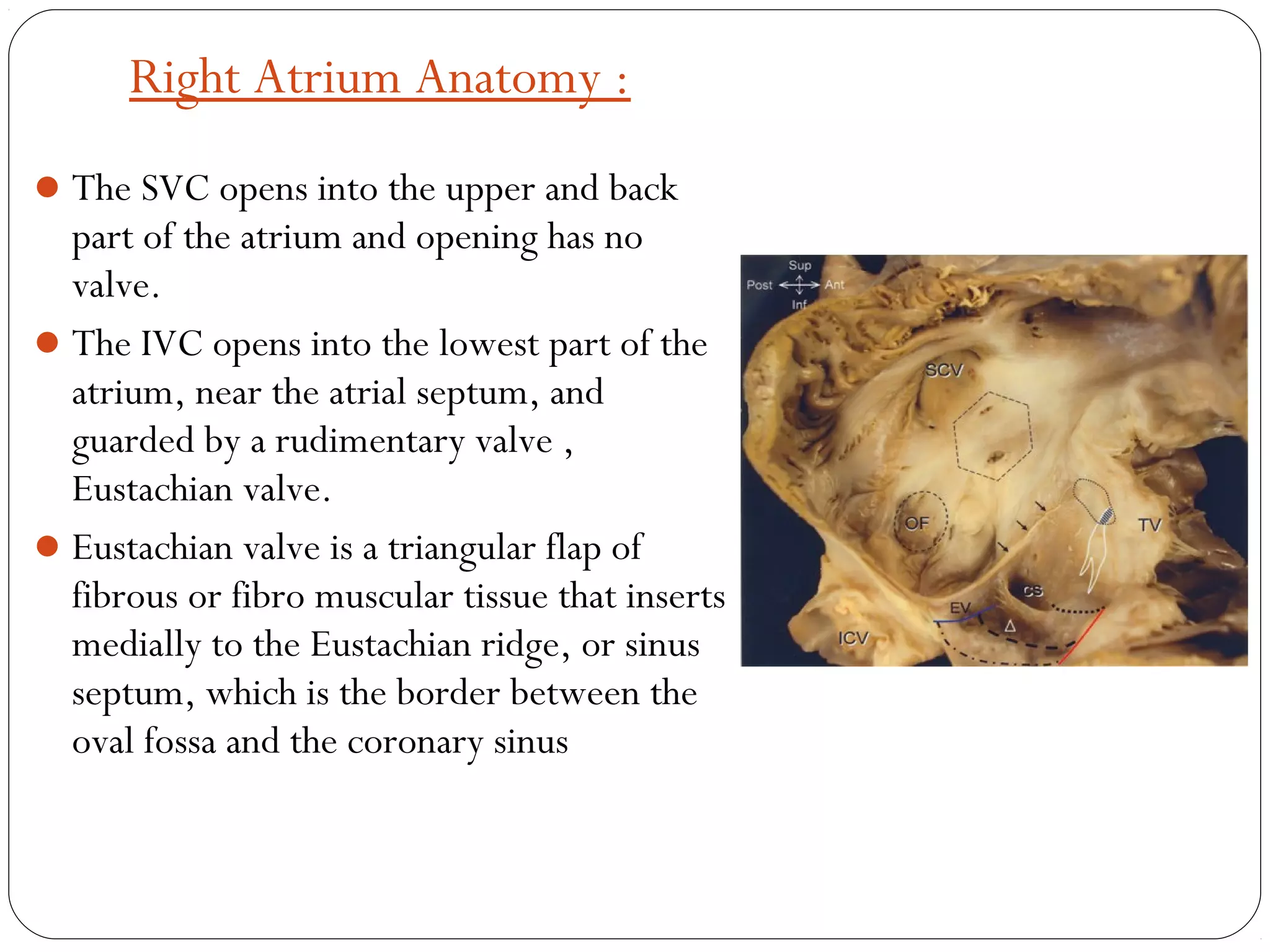 Anatomy of cardiac structures & conducting system in | PPT