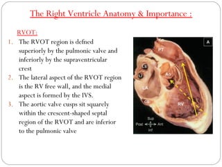 Anatomy of cardiac structures & conducting system in | PPT