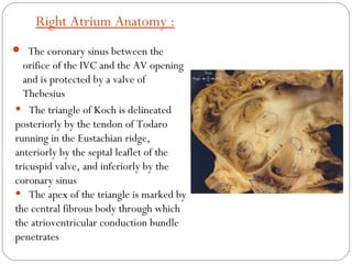 Anatomy of cardiac structures & conducting system in | PPT