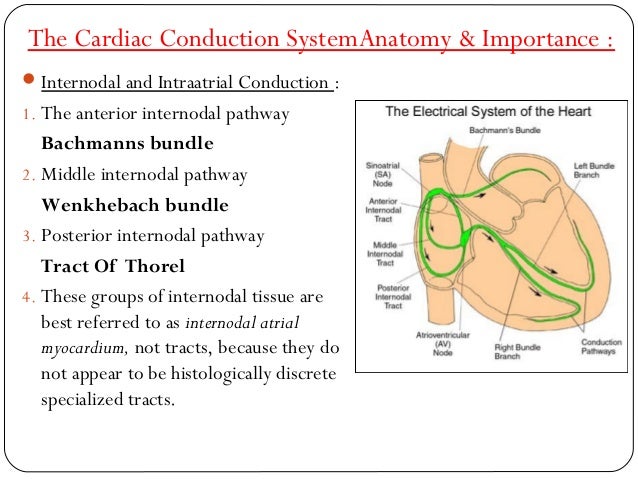 Anatomy of cardiac structures & conducting system in