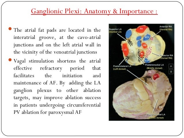 Anatomy of cardiac structures & conducting system in