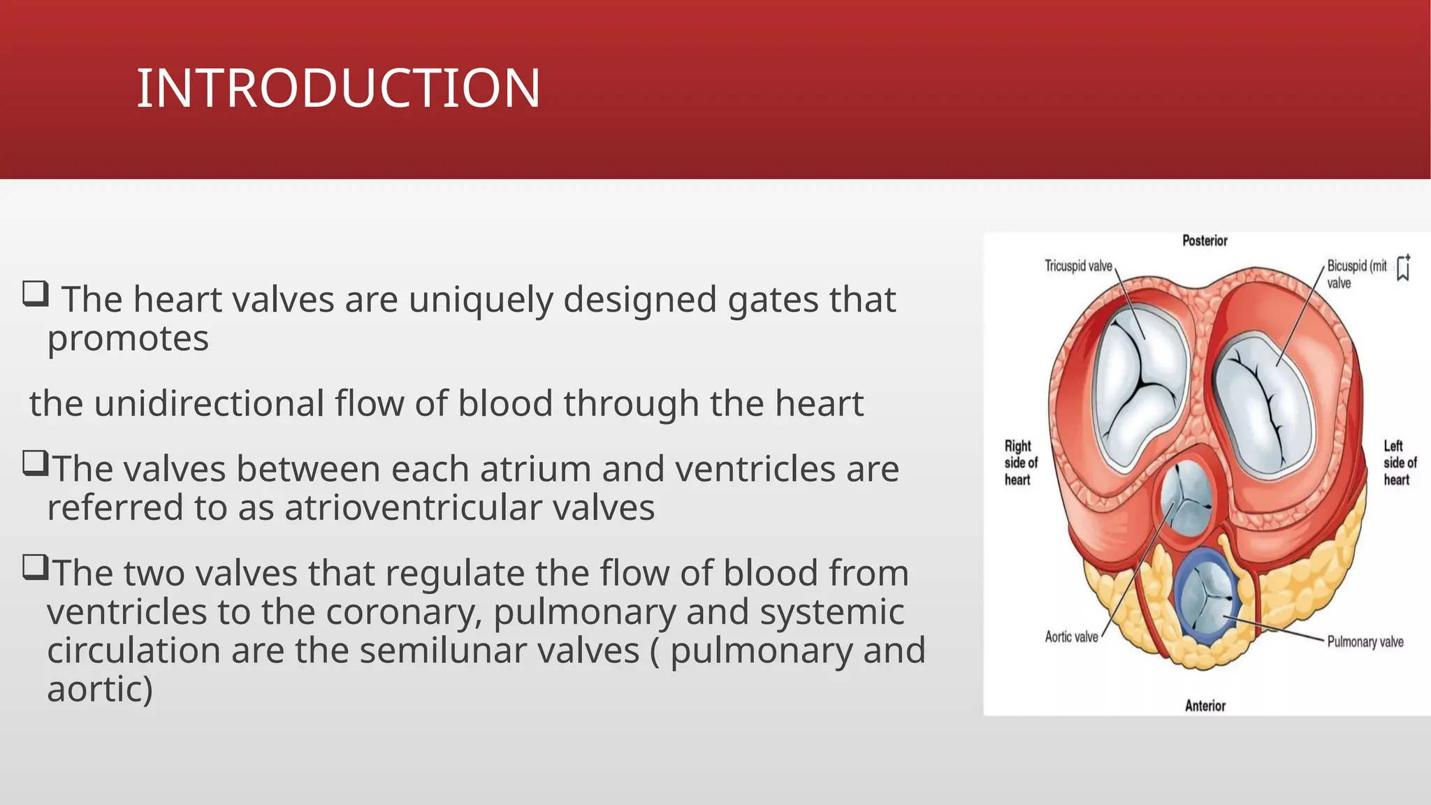 Anatomy of Cardiac Valves.pptx1234123412 | PPTX