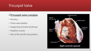 Anatomy of Cardiac Valves.pptx1234123412 | PPT