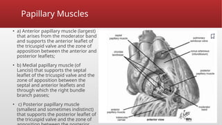 Anatomy of Cardiac Valves.pptx1234123412 | PPTX