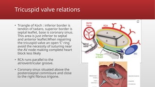 Anatomy of Cardiac Valves.pptx1234123412 | PPT