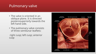 Anatomy of Cardiac Valves.pptx1234123412 | PPTX