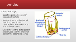 Anatomy of Cardiac Valves.pptx1234123412 | PPT