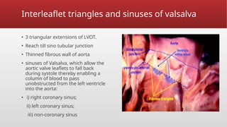 Anatomy of Cardiac Valves.pptx1234123412 | PPT