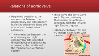 Anatomy of Cardiac Valves.pptx1234123412 | PPT