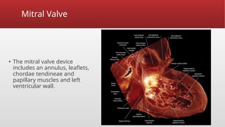 Anatomy of Cardiac Valves.pptx1234123412 | PPTX