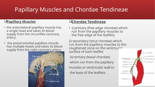 Anatomy of Cardiac Valves.pptx1234123412 | PPTX