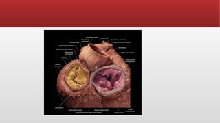 Anatomy of Cardiac Valves.pptx1234123412 | PPTX