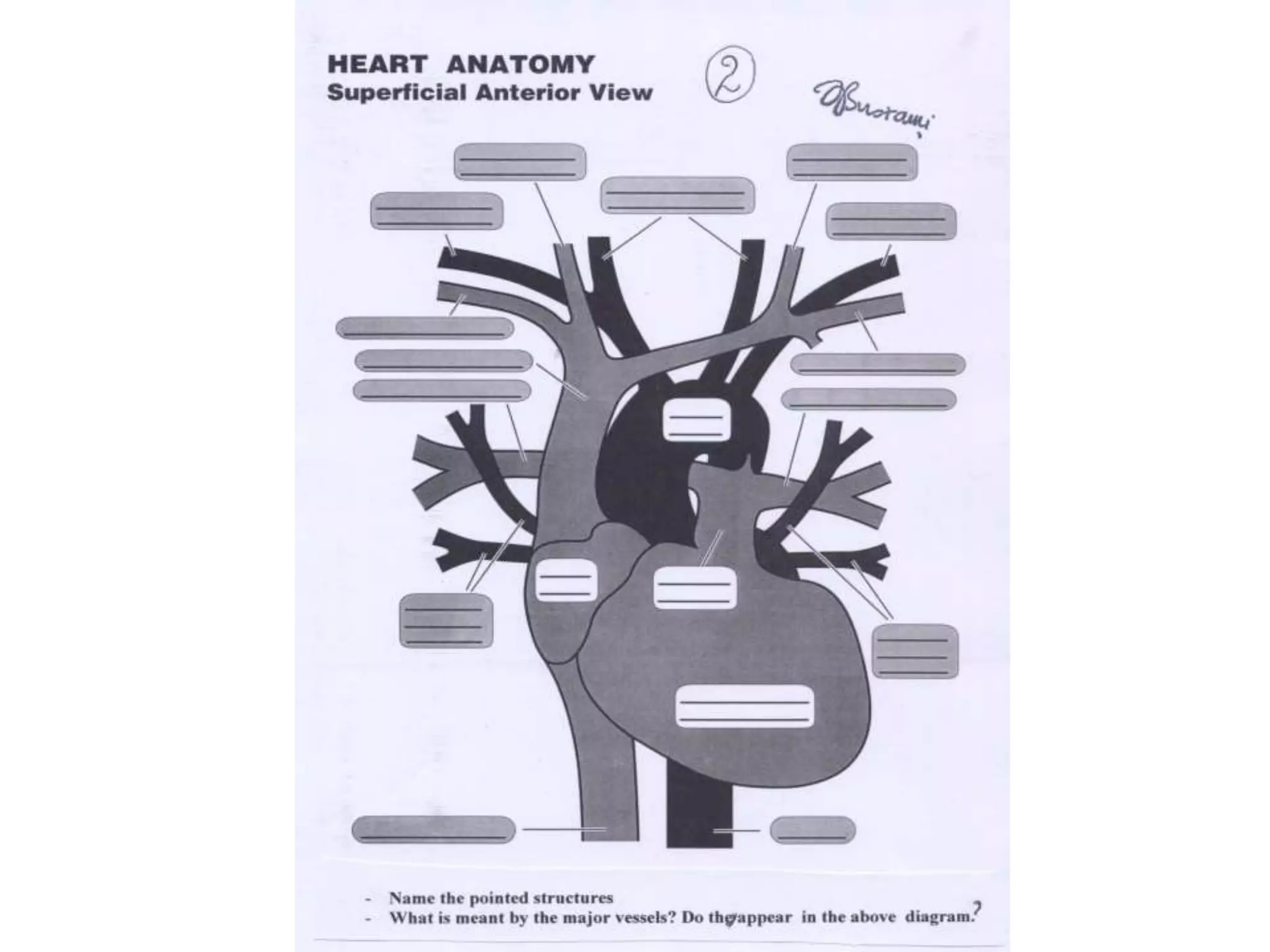 Anatomy pictures of cardiovascular system worksheet | PPT