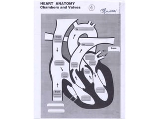 Anatomy pictures of cardiovascular system worksheet | PPT