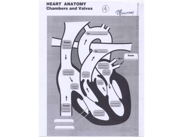 Anatomy pictures of cardiovascular system worksheet | PPT