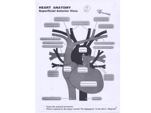 Anatomy pictures of cardiovascular system worksheet