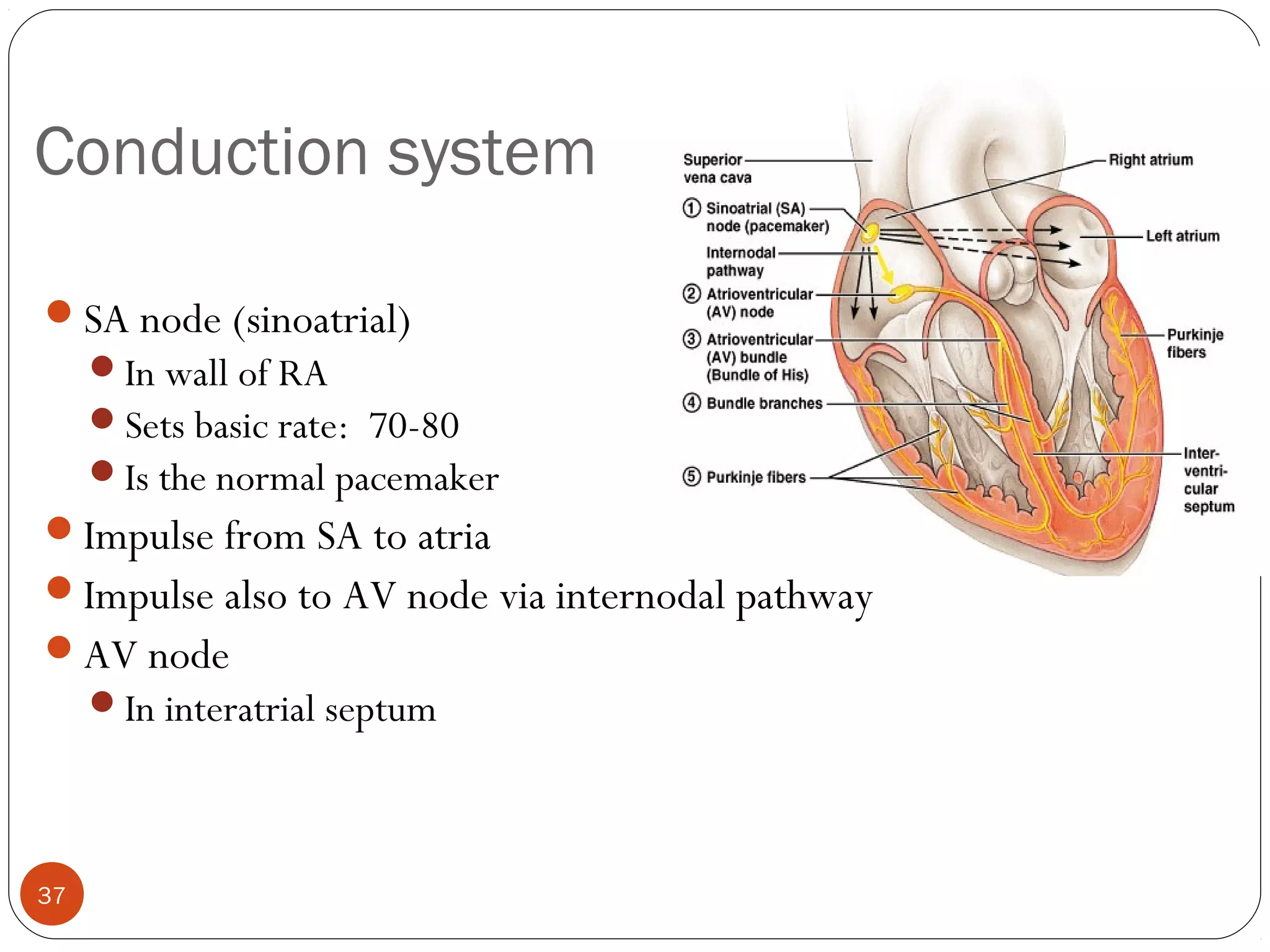 Anatomy of Cardiac System | PPT