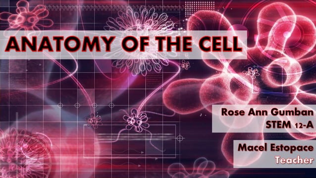 Anatomy of a Cell | PPT