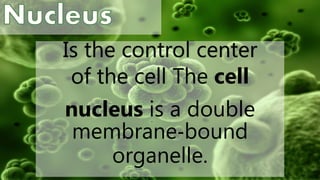 Anatomy of a Cell | PPTX