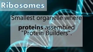 Anatomy of a Cell | PPT