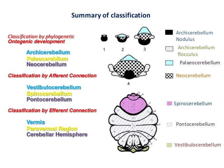 Anatomy of cerebellum