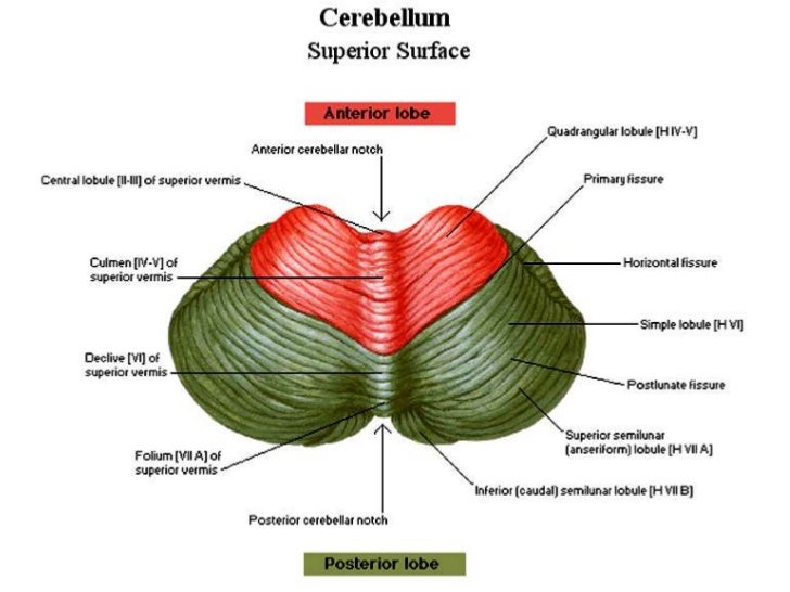 Cerebellum Structure And Reflexology