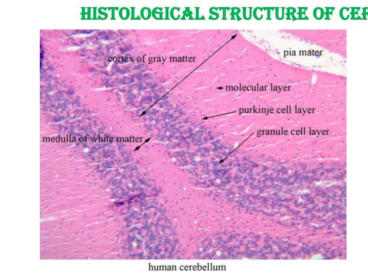 Anatomy of cerebellum
