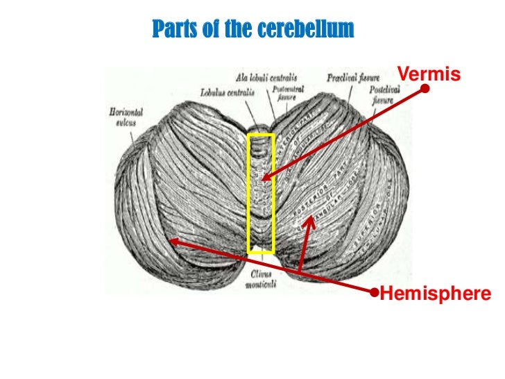 Anatomy of cerebellum