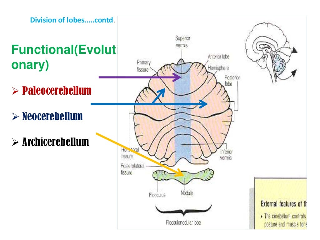 Anatomy of cerebellum
