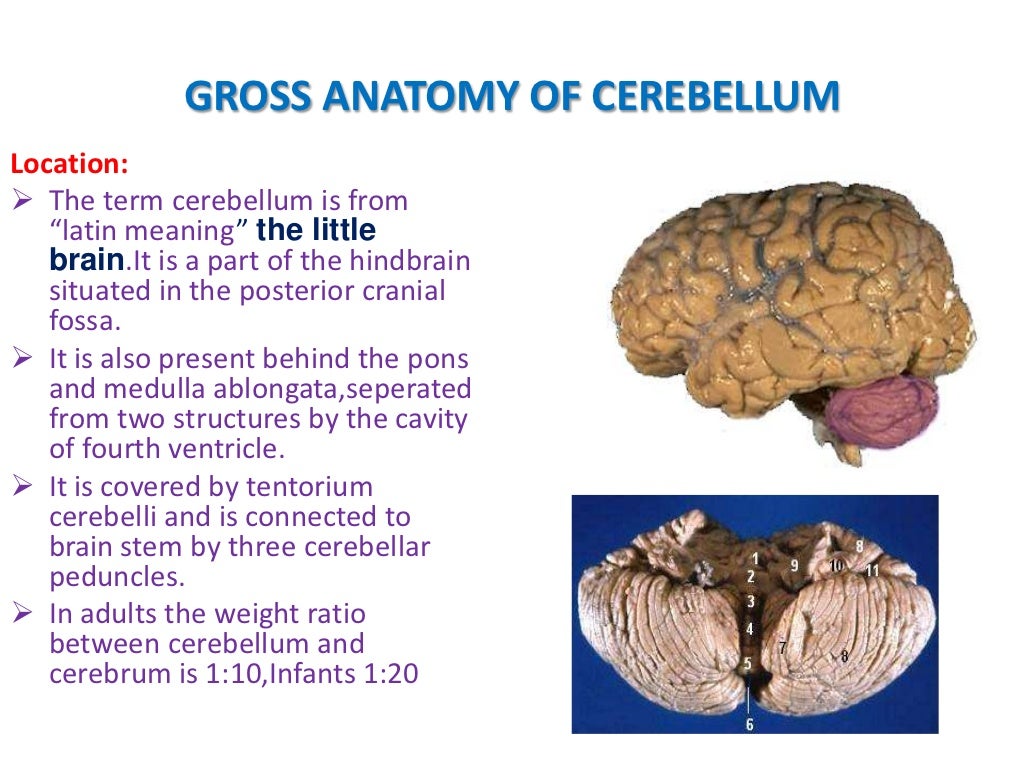 Pictures Of Cerebellum