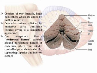 anatomyofcerebellum-181202085620.pdf