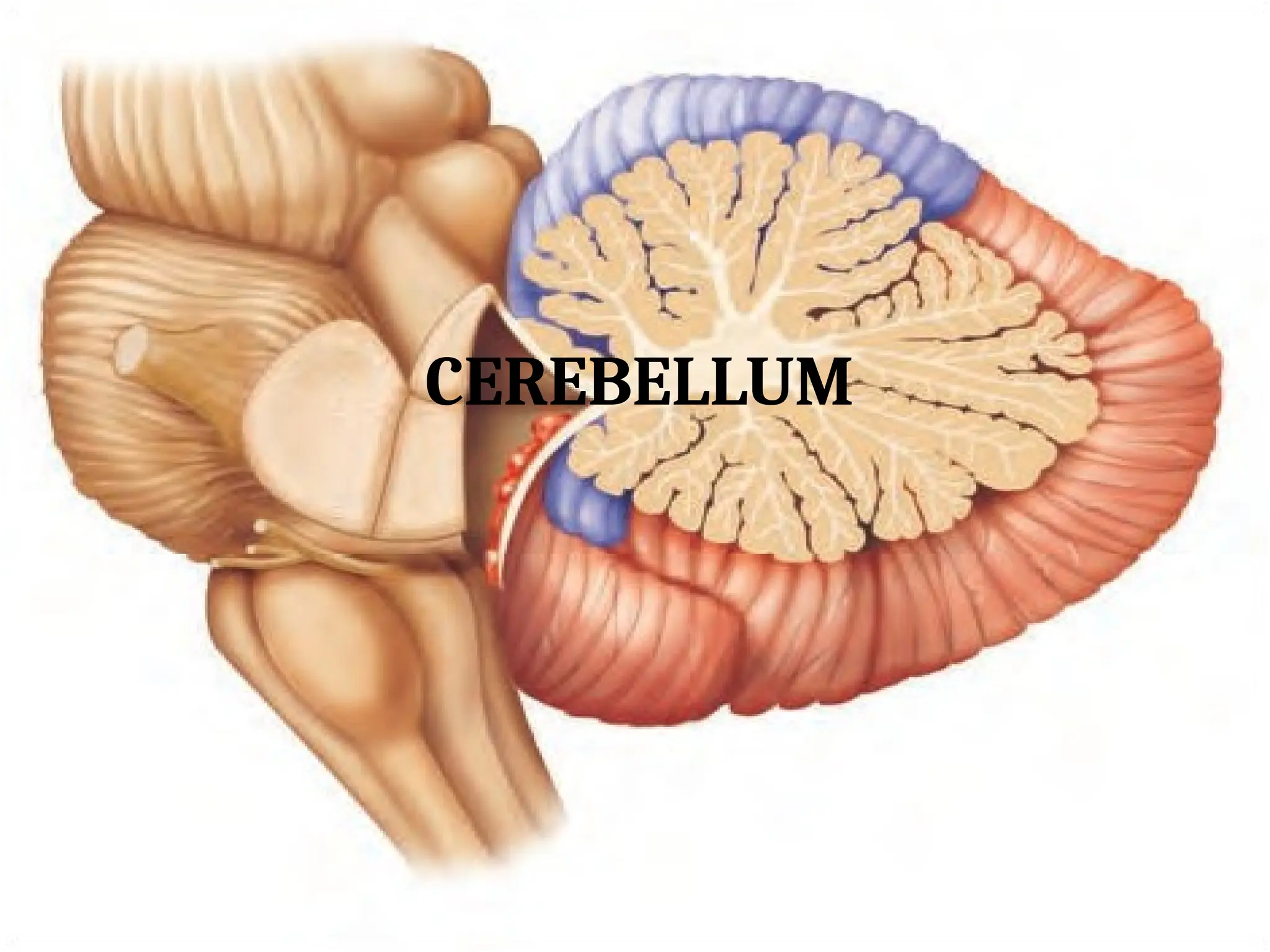 neurological anatomy of cerebellum. ppt | PPTX
