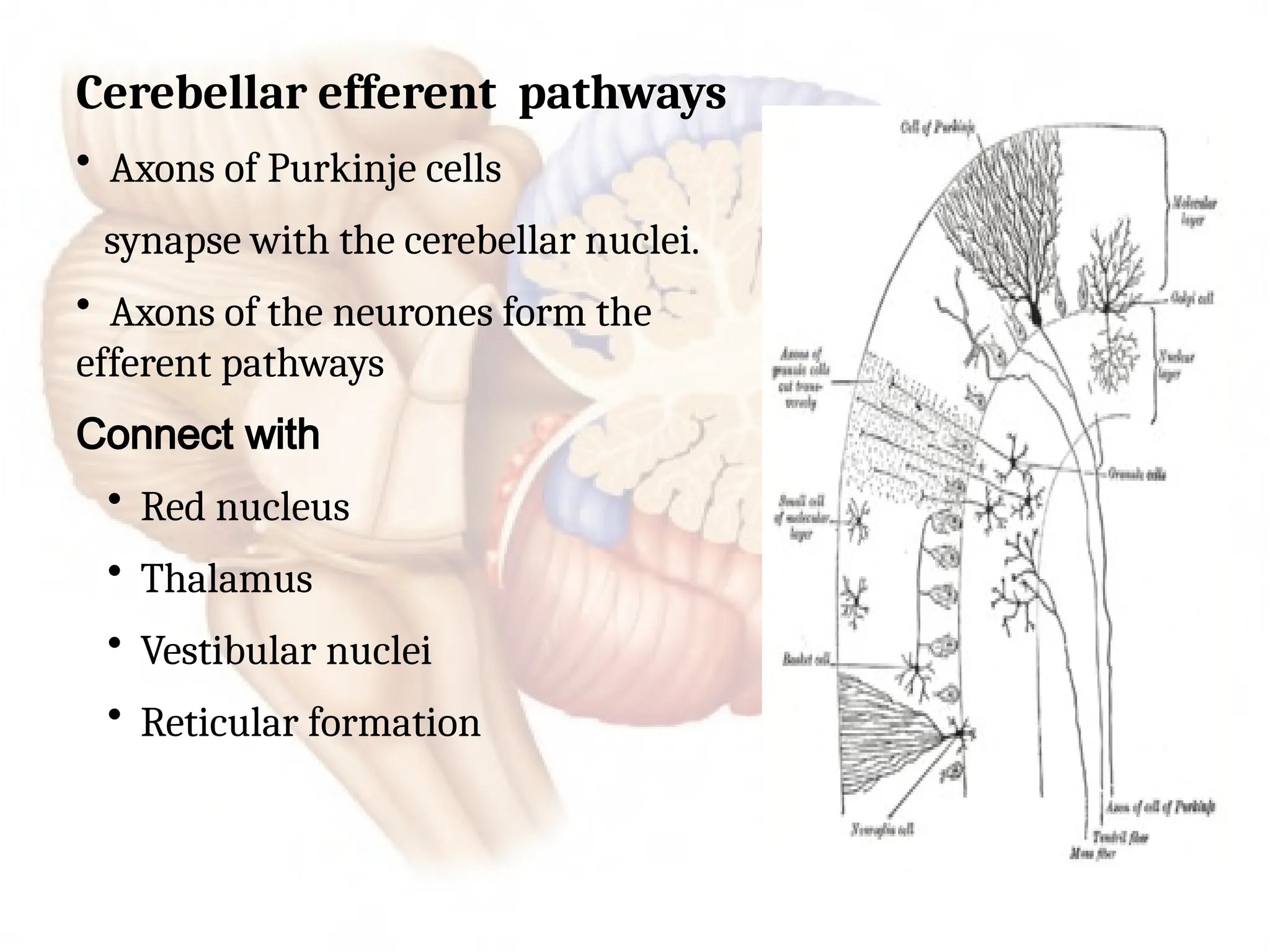 neurological anatomy of cerebellum. ppt | PPTX