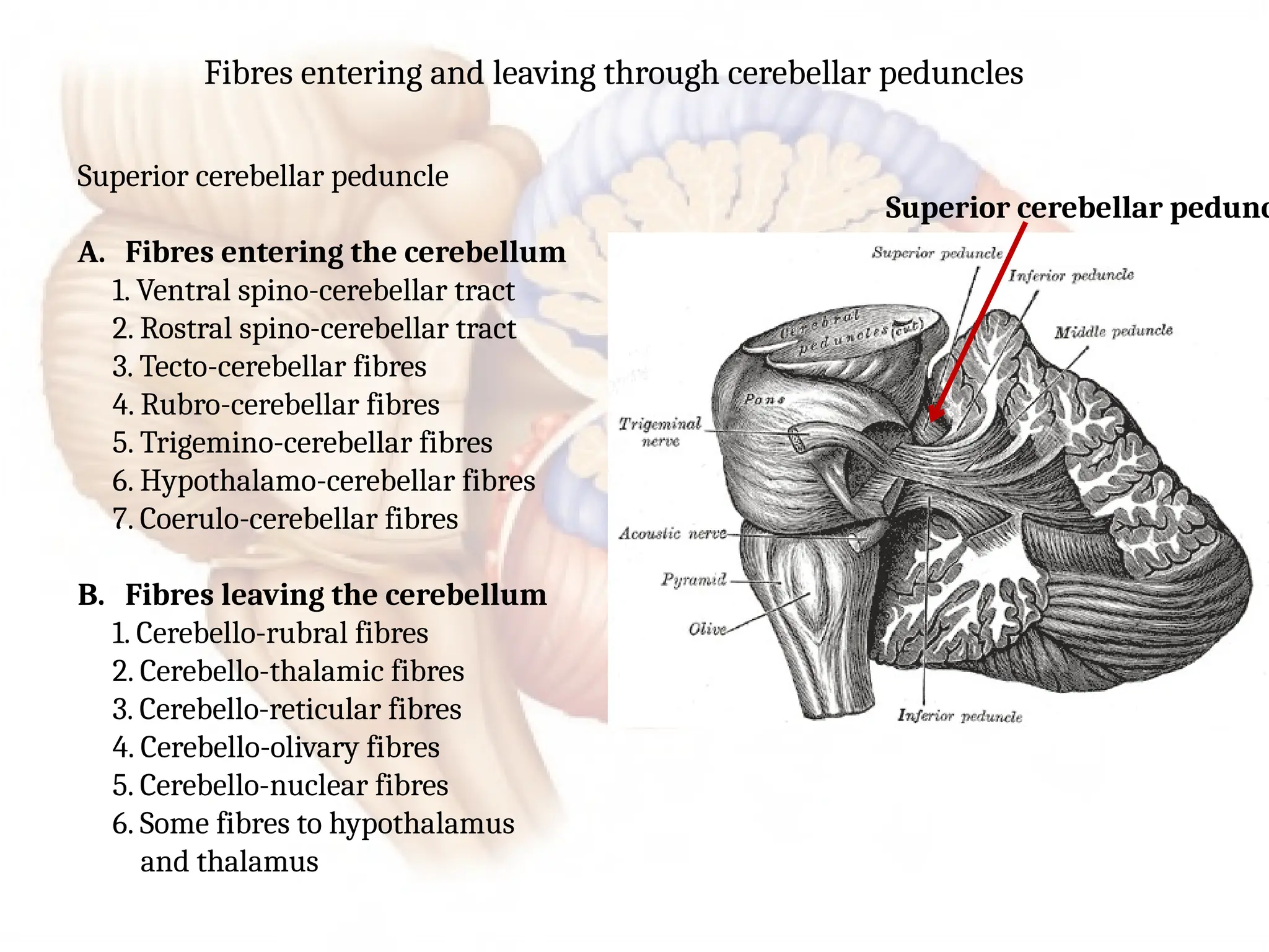 neurological anatomy of cerebellum. ppt | PPTX