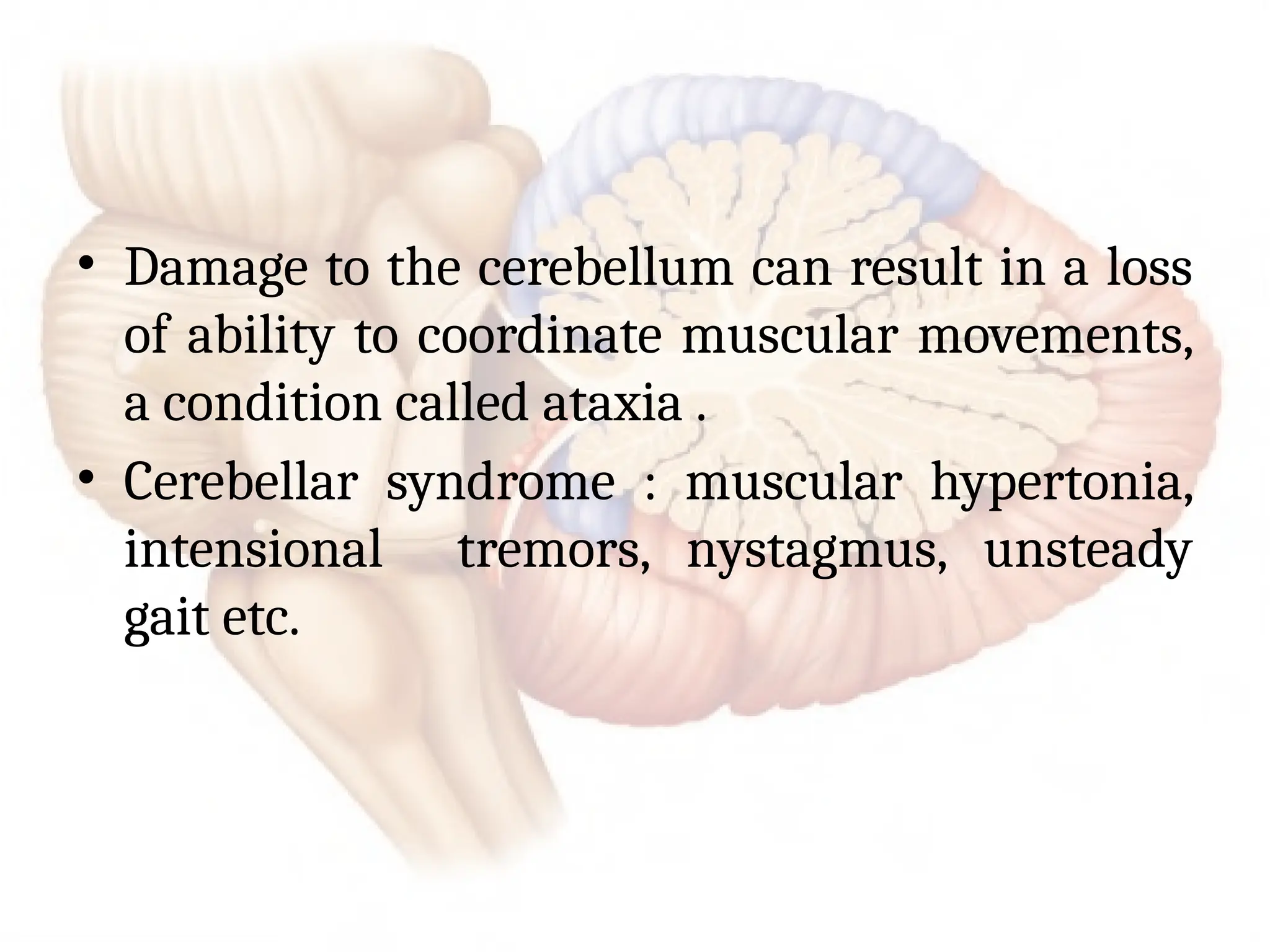 neurological anatomy of cerebellum. ppt | PPTX