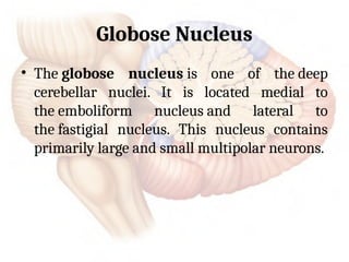 neurological anatomy of cerebellum. ppt | PPTX
