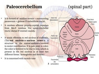 neurological anatomy of cerebellum. ppt | PPTX